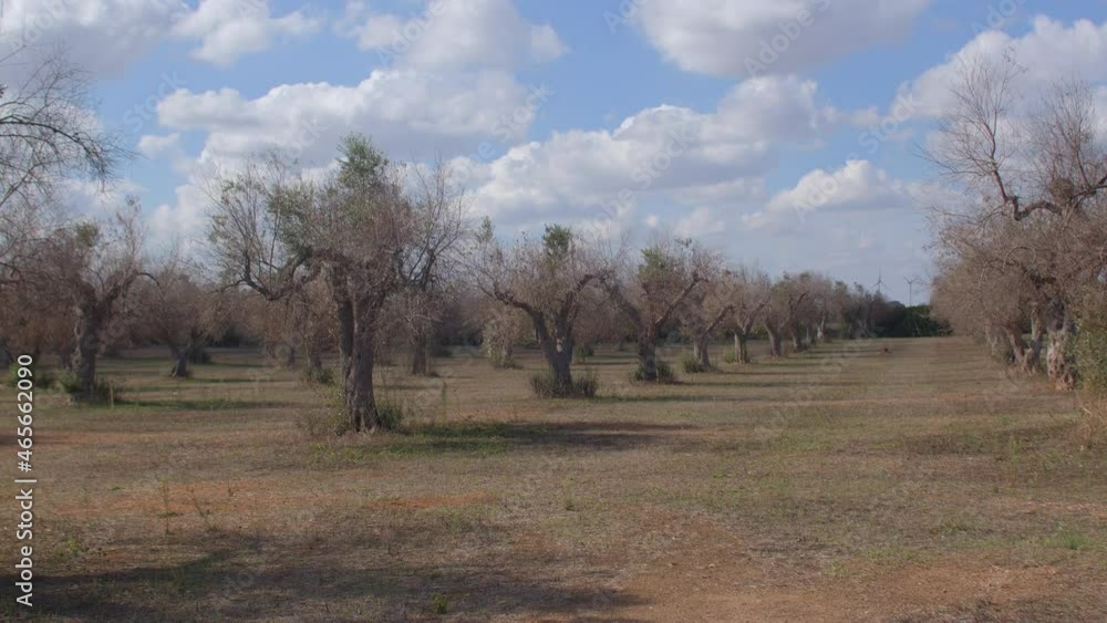 Disease affected dry olive trees in the countryside. The tree-killer is ...