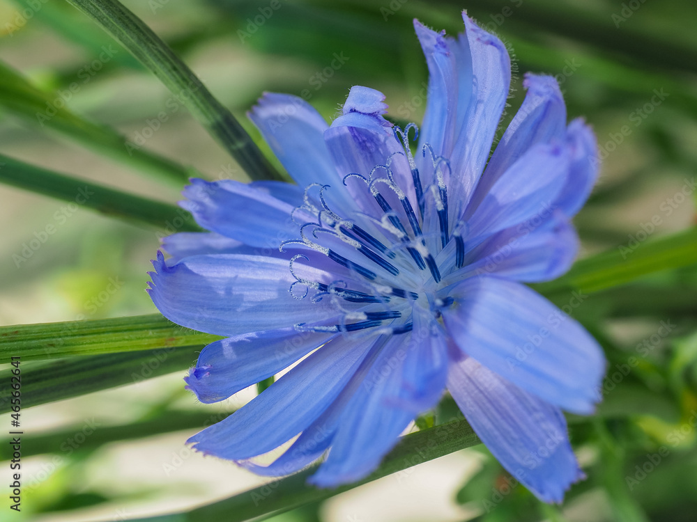 Chicory flower, close up. Violet Cichorium intybus blossom, called as ...