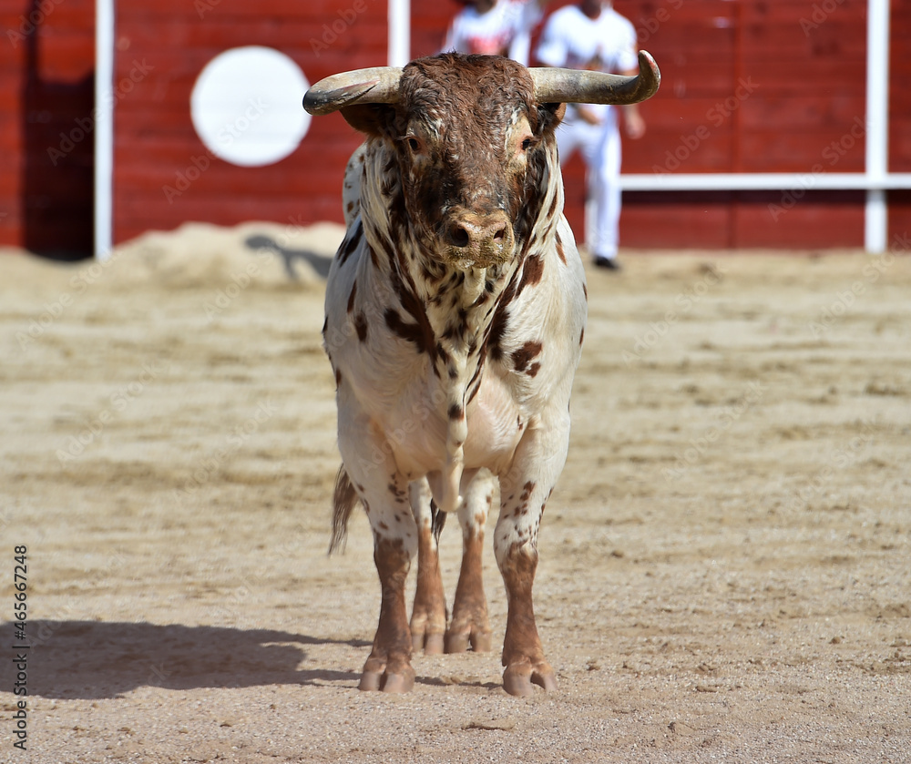 Fotka „toro español con grandes cuernos en una plaza de toros durante ...