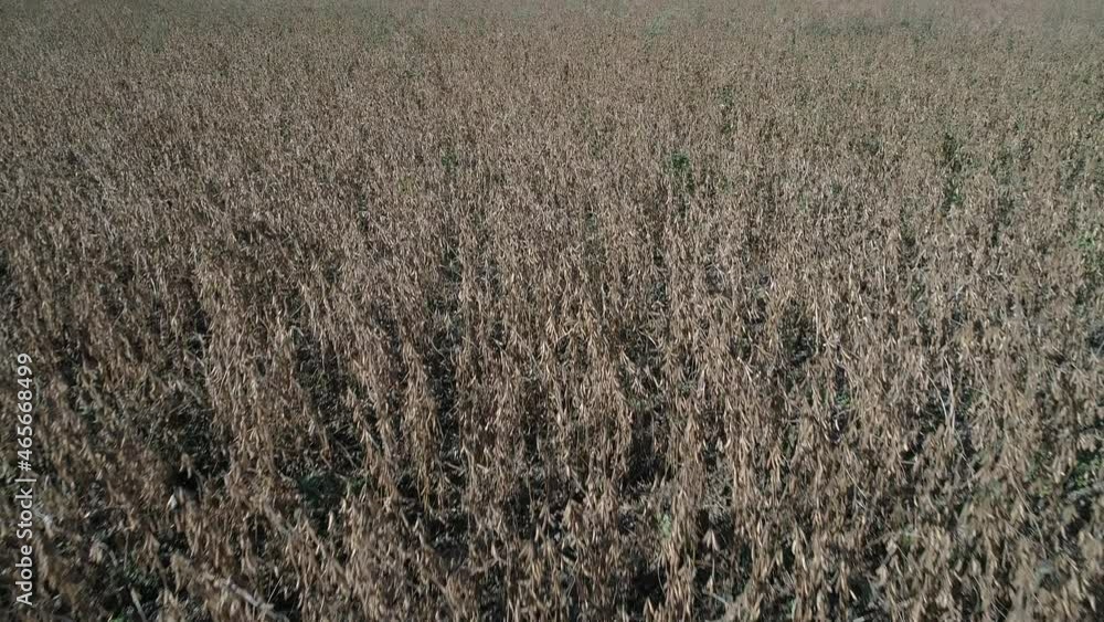 Dying Farm crops, drought Climate Change Farming Aerial Stock ビデオ ...