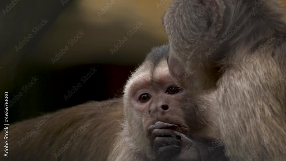Vidéo Stock Close-up of the facial expressions of a cute Weeper ...