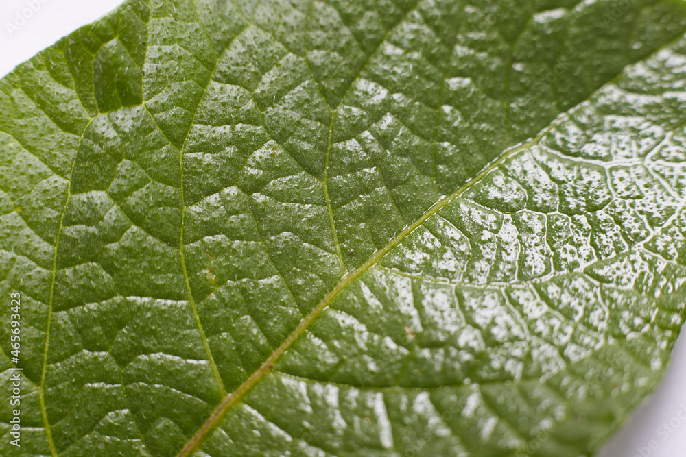 The green leaf of the plant taken in close-up shows the texture and ...