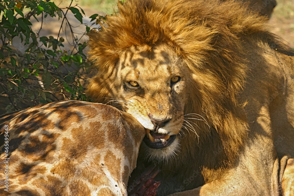 Lion Panthera leo mange une proie en safari big five Afrique Kenya ...