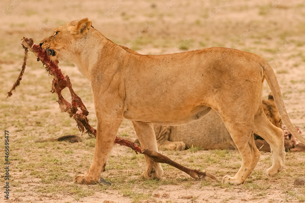 Lion Panthera leo mange une proie en safari big five Afrique Kenya ...