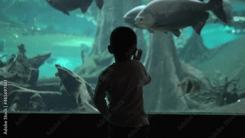 Silhoutte of a little boy at the aquarium waving goodbye to the big ...