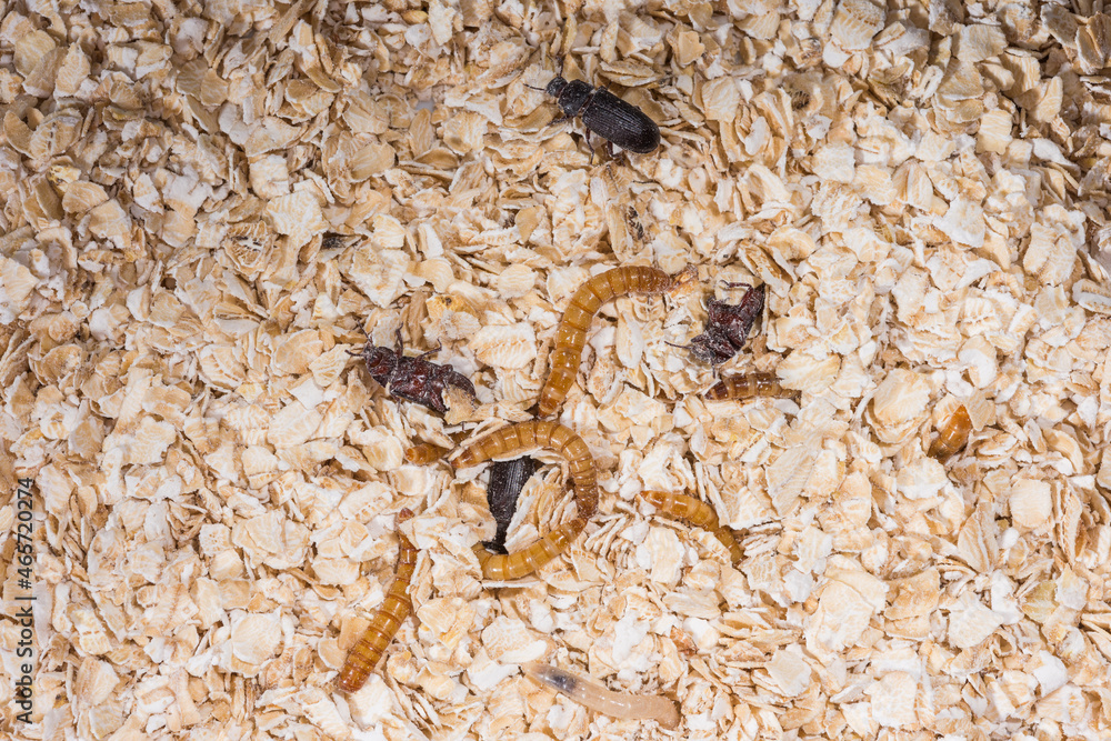 Oat-flakes infected flour worms. Insects in food. Stock Photo | Adobe Stock