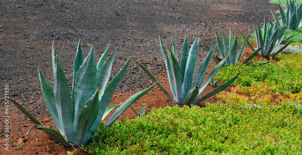 Agave americana or Blue agave plants in the garden of Tenerife,Canary ...