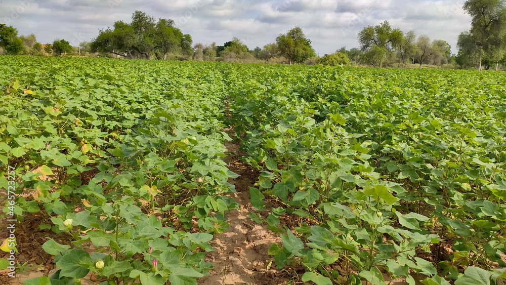 Cotton Cultivation