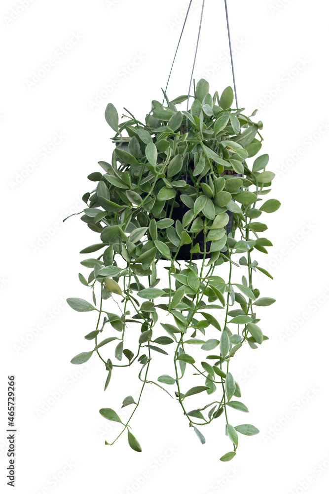 Dischidia ruscifolia or dave plant hanging in pot isolated on white ...