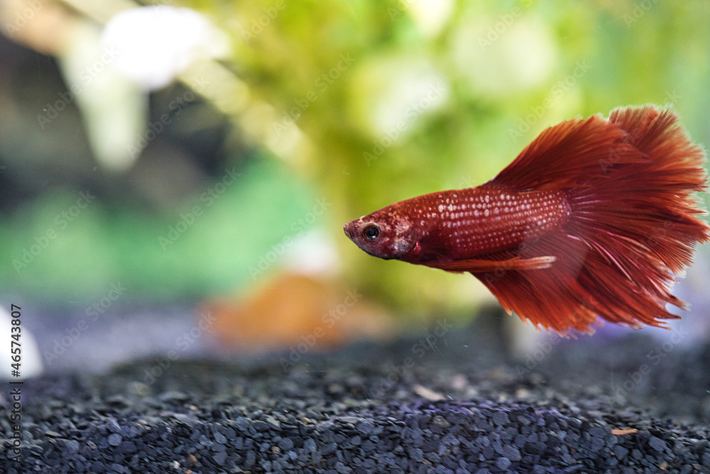 Roter Kampffsich (Betta Splendens) im Aquarium Stock Photo | Adobe Stock