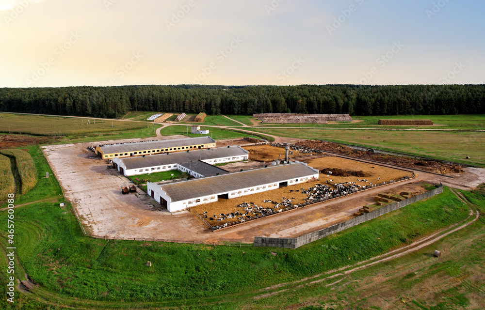Farm building with cows and pigs in the village, aerial view. Cowshed ...