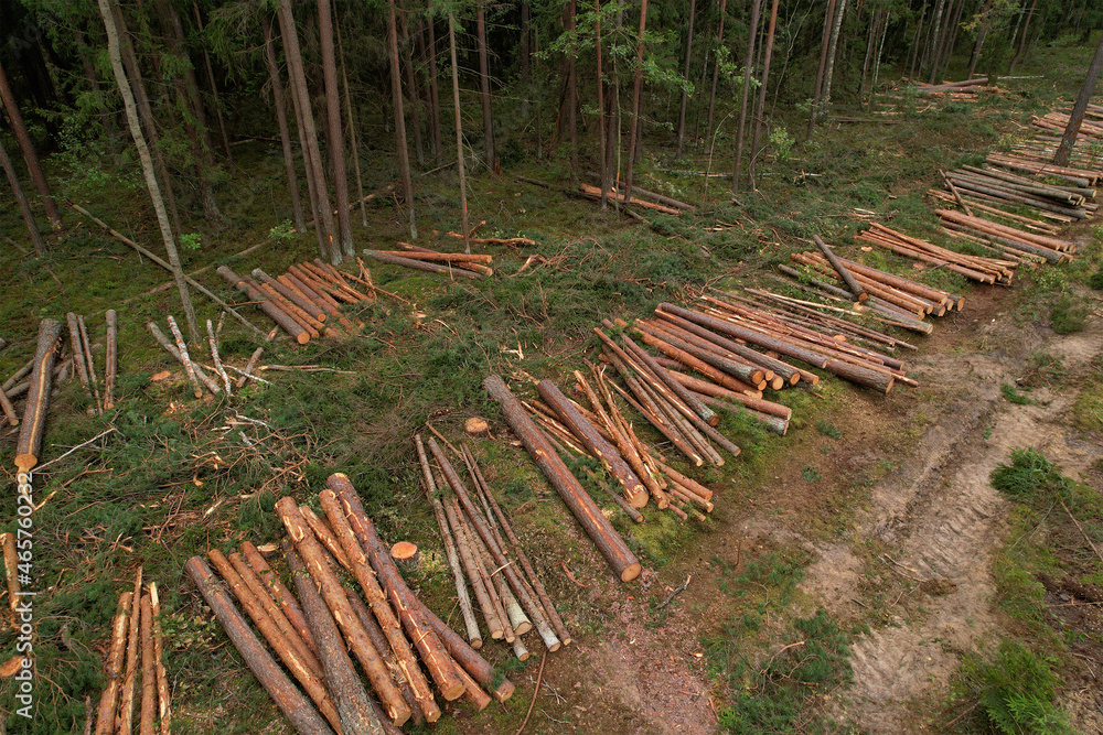 Felled forest, aerial view. Destruction of forests and felling of trees ...