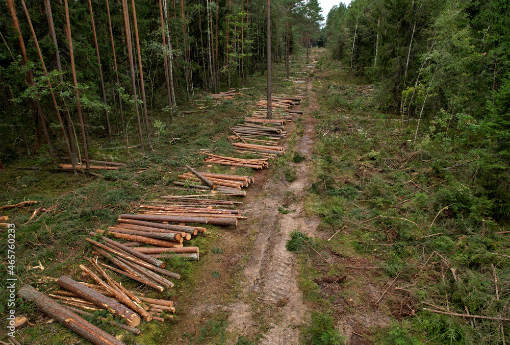 Felled forest, aerial view. Destruction of forests and felling of trees ...