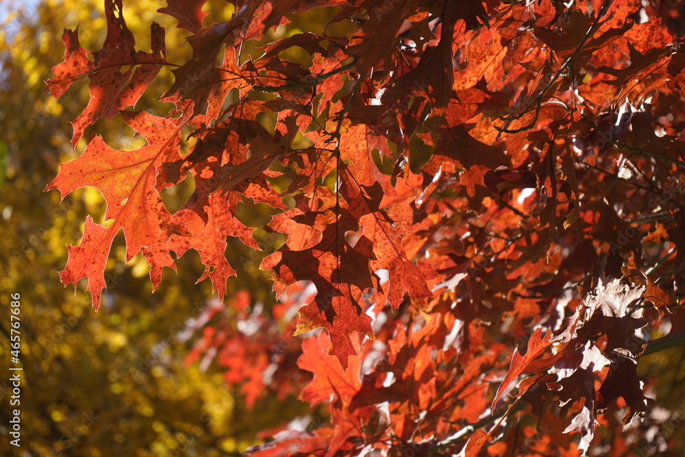 Quercus coccinea, the scarlet oak, is a deciduous tree in the red oak ...