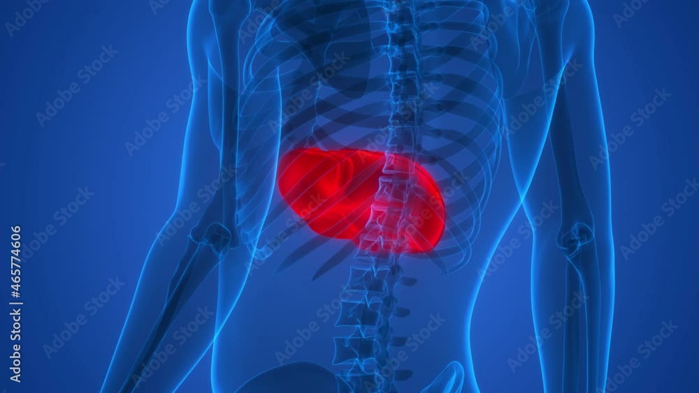 Human Internal Digestive Organ Liver Anatomy Animation Concept Stock ...
