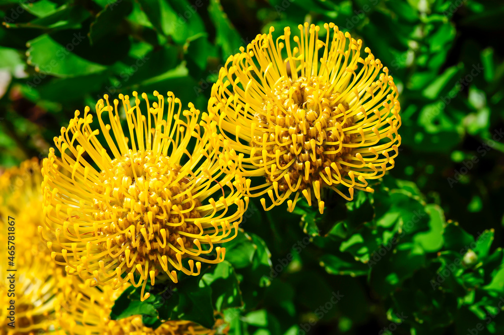 Two bright yellow pin cushion flowers of the Protea family, with dark ...