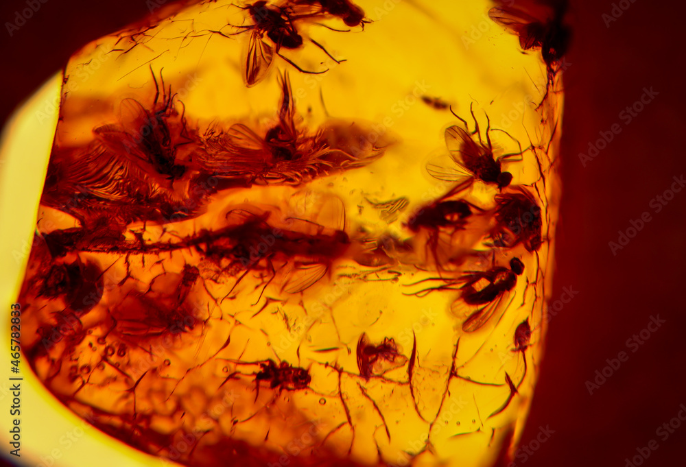 Bernstein mit Inklusen, Insekten. Bernstein ist ehemaliges Harz der ...