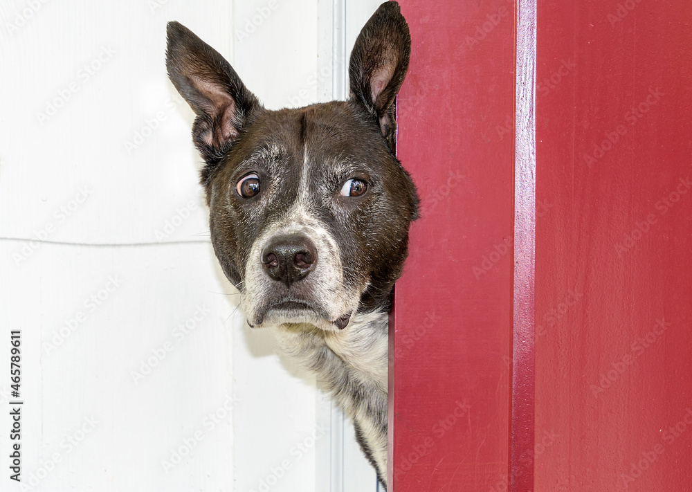 Black and white older mixed breed dog poking his head out of a red door ...