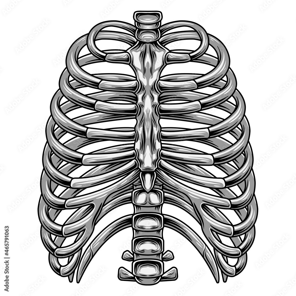 rib vector image for anatomy education Stock Vector | Adobe Stock