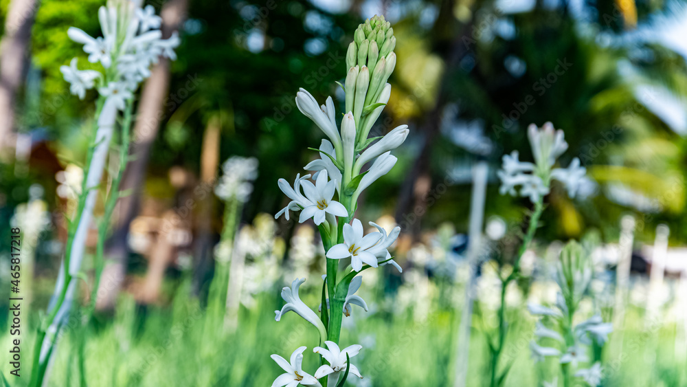 White Sampangi Flower In English | Best Flower Site