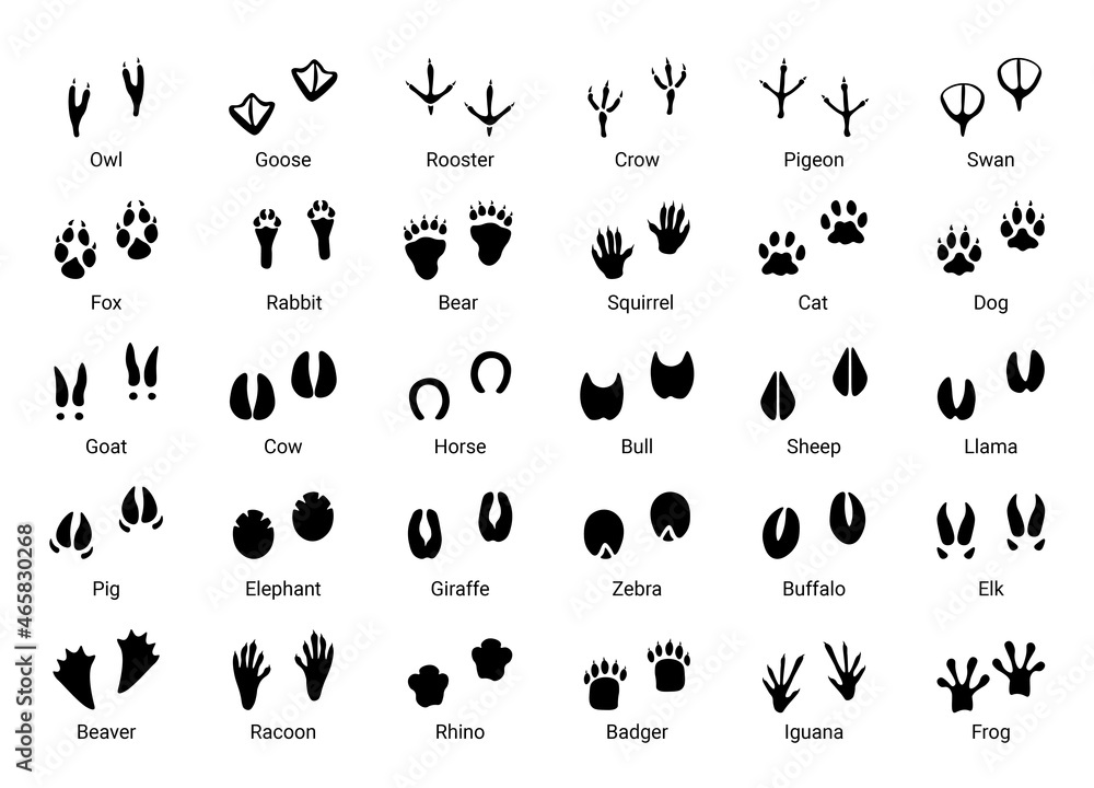 Obraz Animal footprint. Black silhouettes of different wild animals and ...