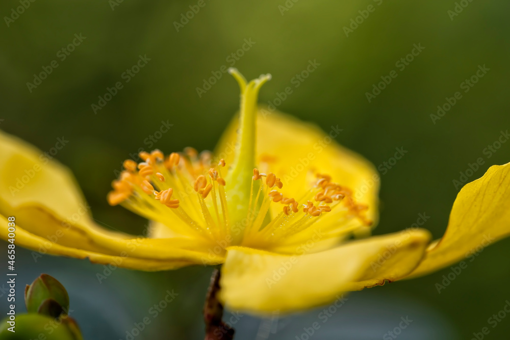 Detail of the flower of the Hypericum hookerianum Hidcote plant Stock ...