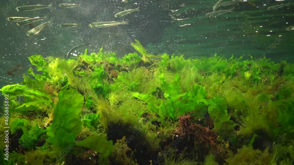 Photosynthesis in the sea, underwater landscape, fish Atherina pontica ...
