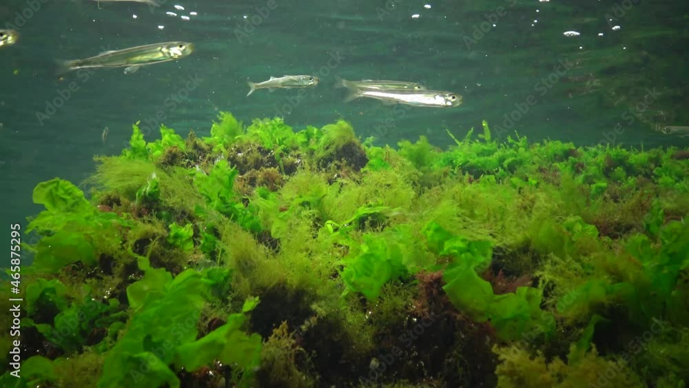 Photosynthesis in the sea, underwater landscape, fish Atherina pontica ...