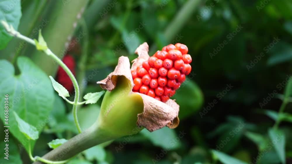 Taro flower (Colocasia esculenta, gothe) with natural background ...