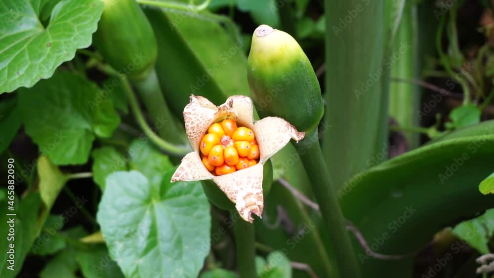 Taro flower (Colocasia esculenta, gothe) with natural background ...