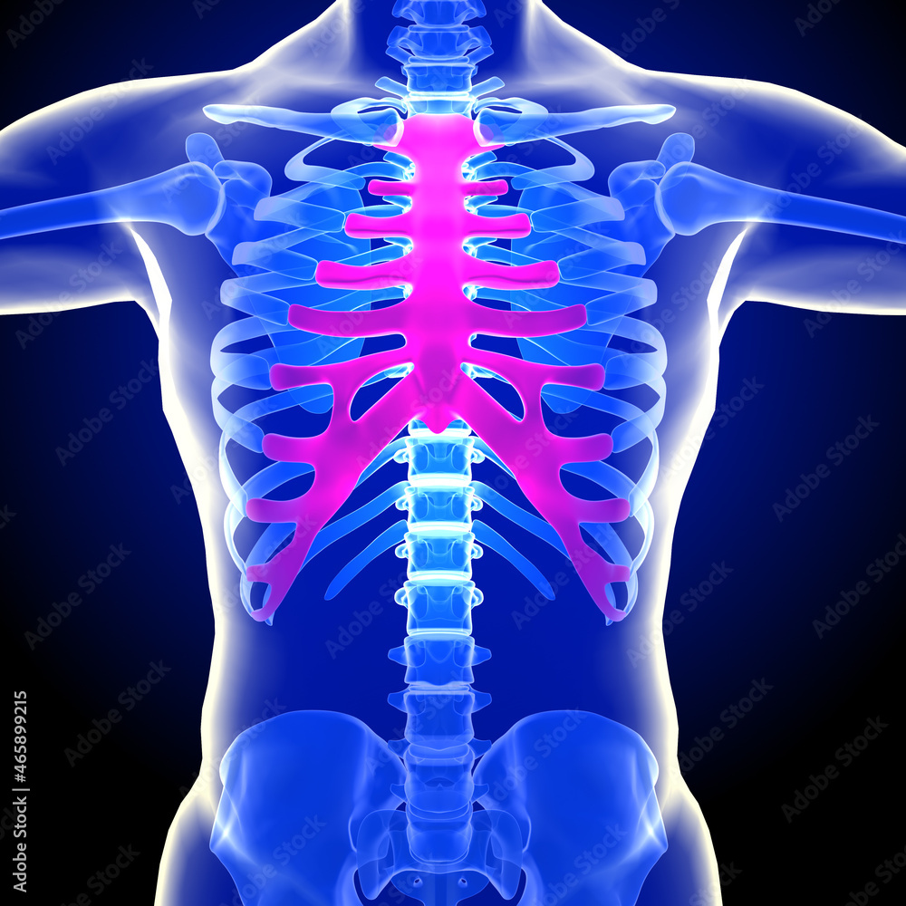The sternum is a long flat bone located in the central part of the ...