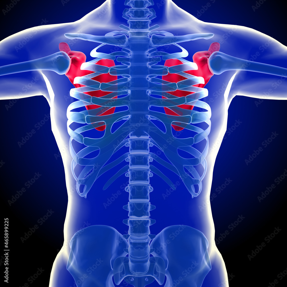 The scapula forms the back of the shoulder girdle. In humans, it is a ...