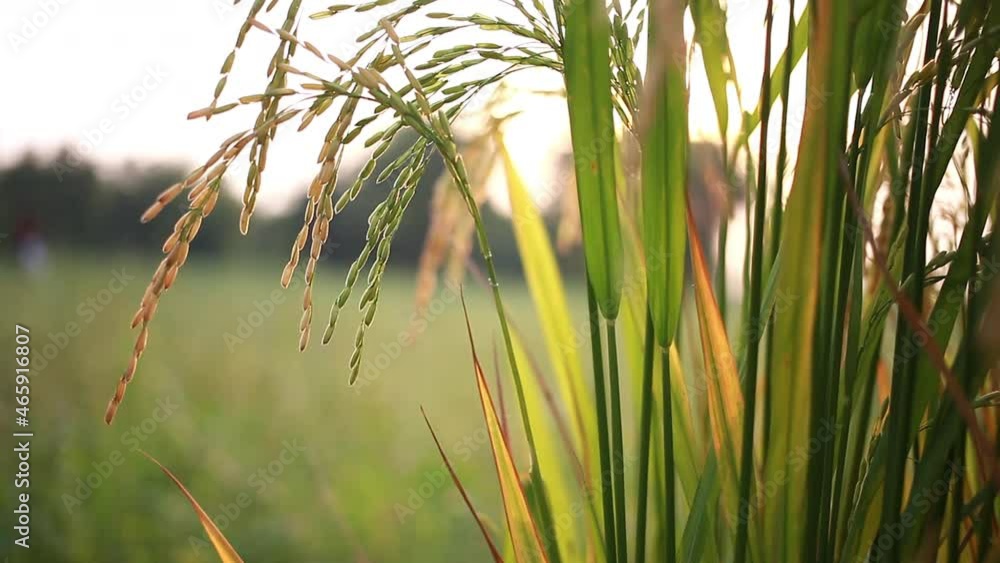 organic Rice farming in india. Closeup paddy rice with green nature ...