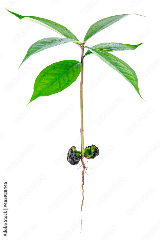 Taproot sapling rose apple tree germinated from seedling isolated on ...