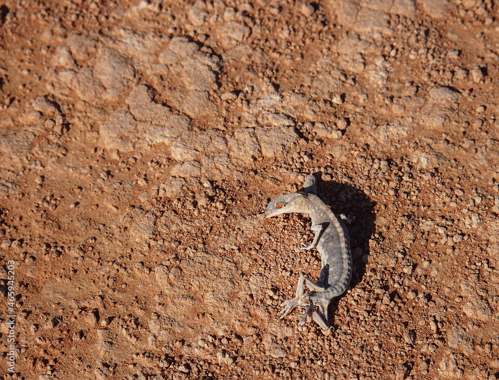 Dead dehydrated body of small lizzard on dry bare red stony unvegetated ...