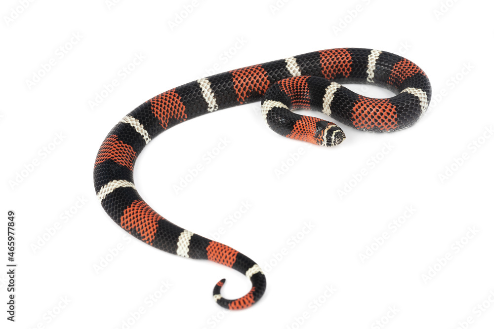 Xenodon pulcher aka the Tri-colored hognose snake from South America ...