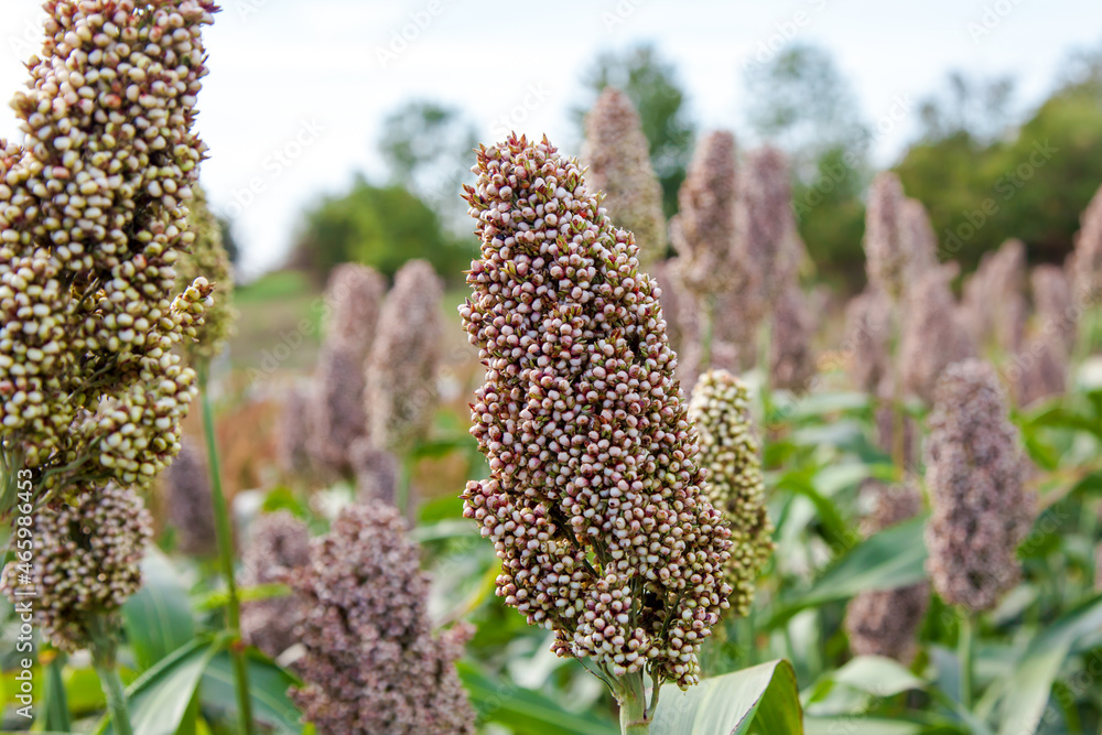 Biofuel and new boom Food, Sorghum Plantation industry. Field of Sweet ...