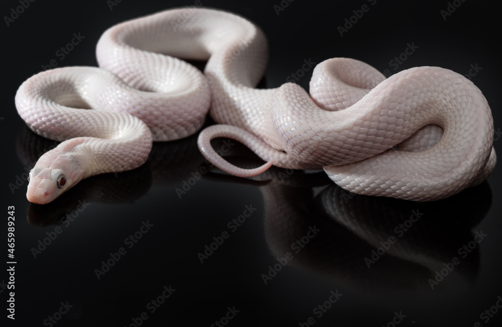 Leucistic black rat snake Stock Photo | Adobe Stock