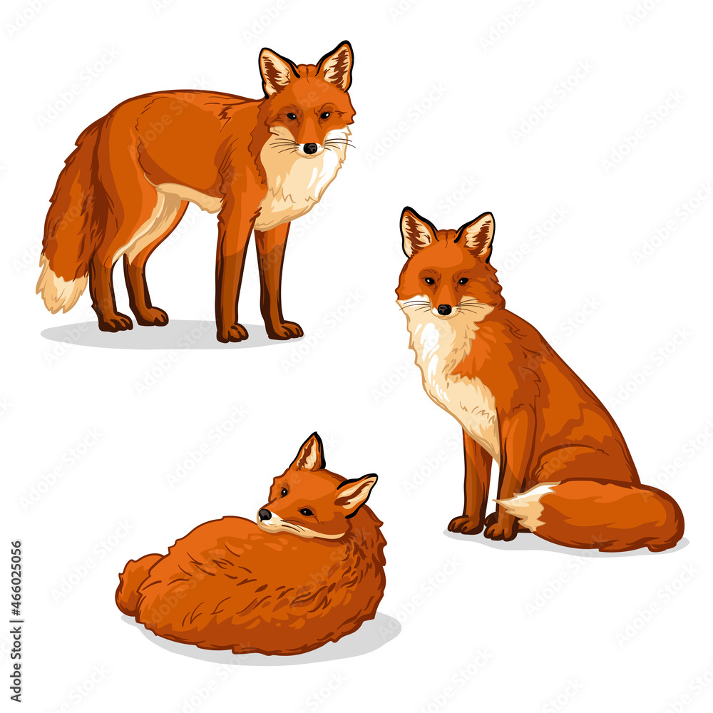 Fox in different poses. Set of vector illustrations of foxes isolated ...
