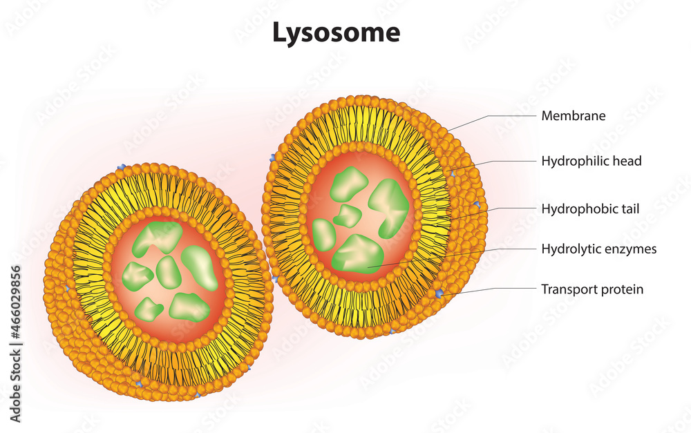 Biological illustration of Lysosome in eukaryotic cell Stock Vector ...