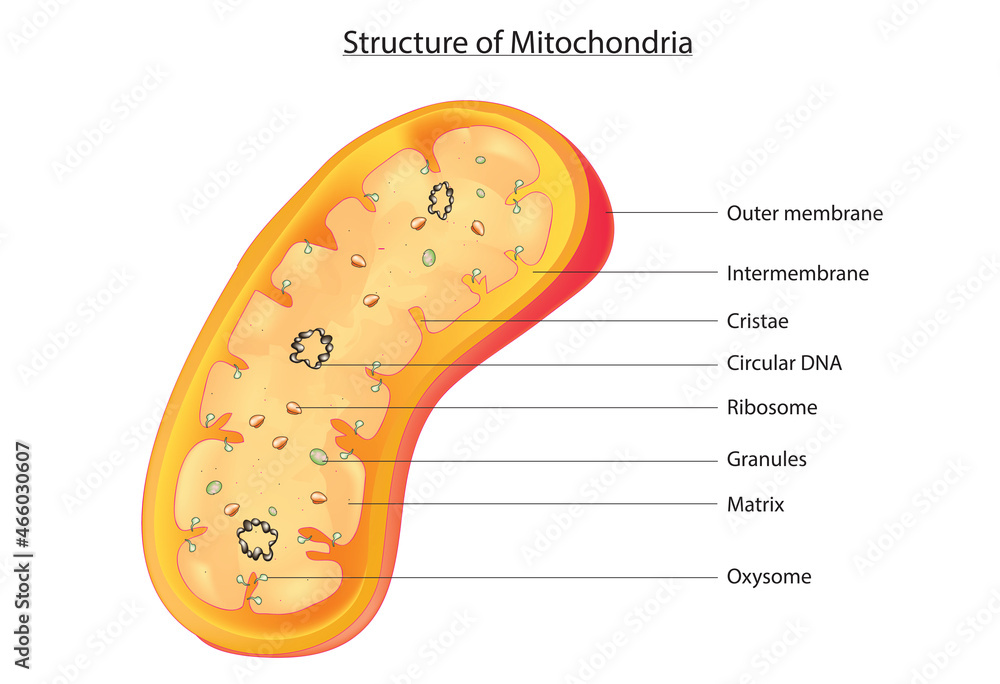 Labeled diagram of mitochondria (Anatomy of mitochondria) Stock Vector ...