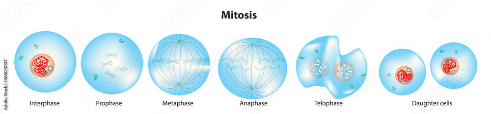 Stage of cell division of Mitosis in microbiology Stock Vector | Adobe ...