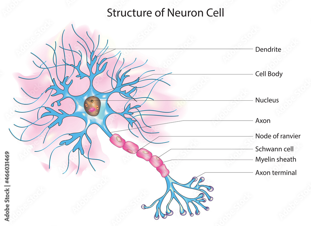 Structure of neuron cell (Labeled anatomy of neuron cell) Stock Vector ...