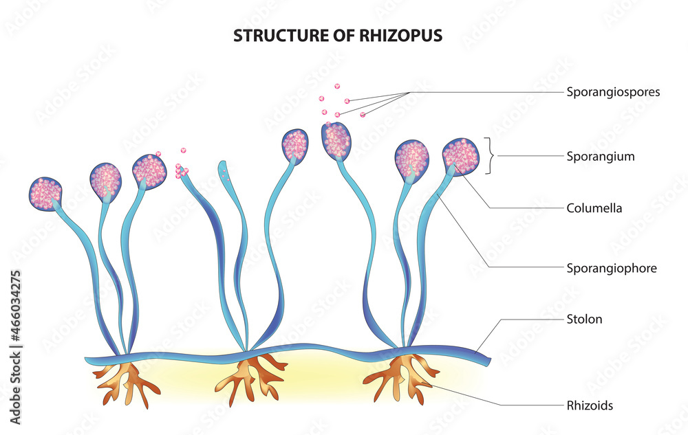Labeled Rhizopus Diagram at David Dodd blog