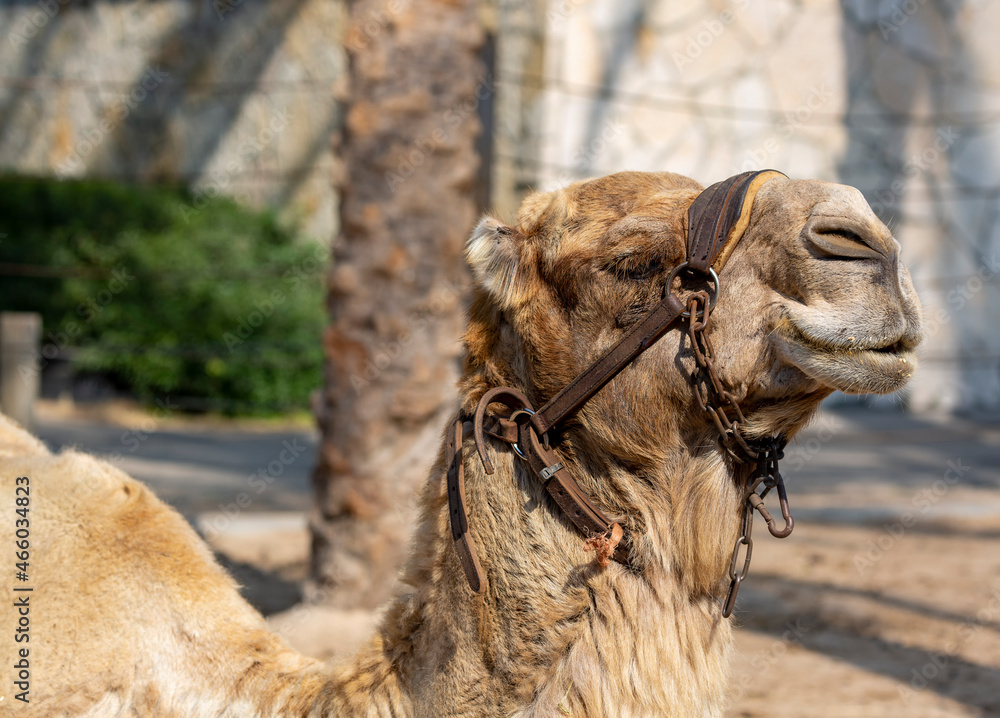 Camel resting on the beach. Camel with bridles stands in the desert ...