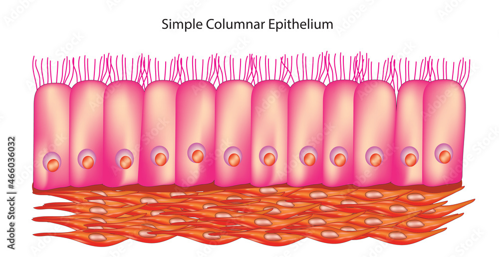 Biological anatomy of simple columnar epithelium Stock Vector | Adobe Stock