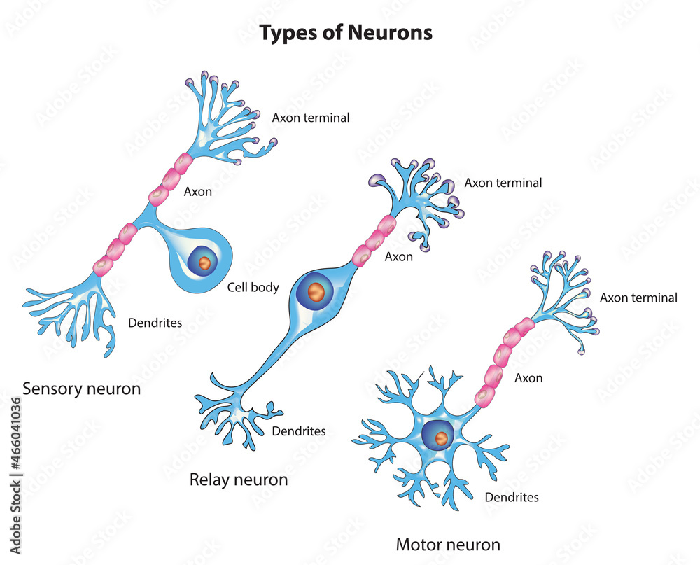 Neuron Types