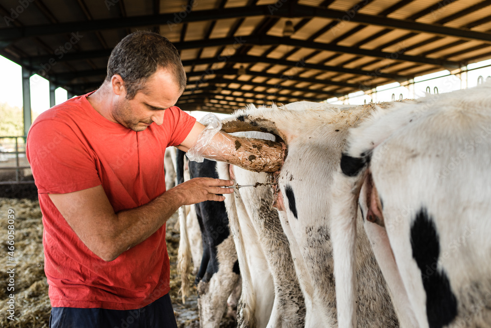 Farmer Worker Doing An Artificial Insemination Procedure On A Cow In A