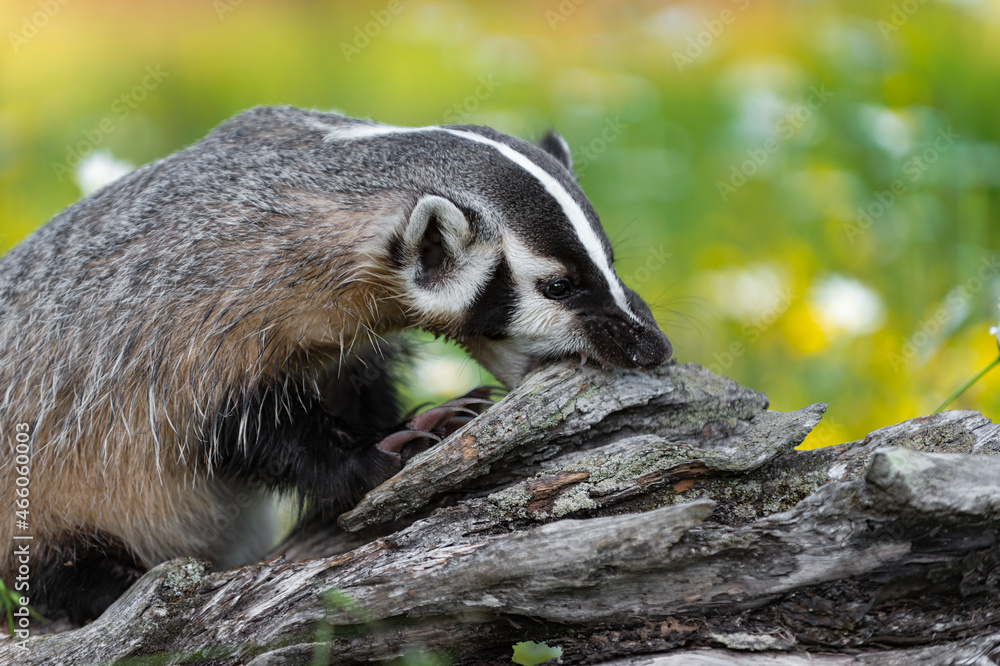 North American Badger (Taxidea taxus) Bites at Log Summer Stock Photo ...