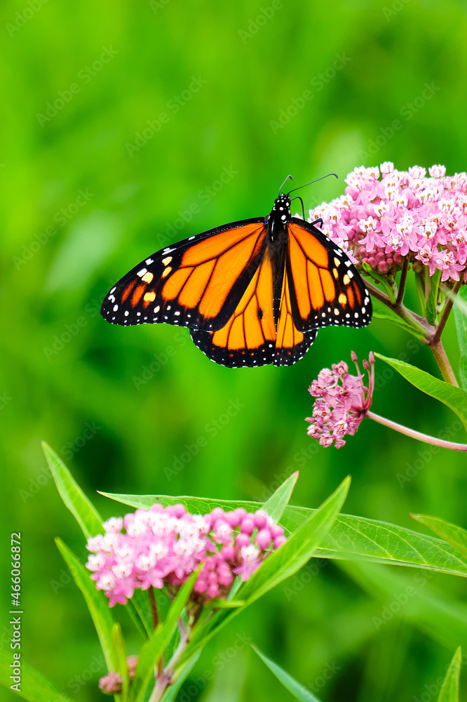 Monarch butterfly (Danaus plexippus) pollinates pink wildflower flowers ...